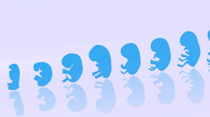 Understanding Your Baby's Development