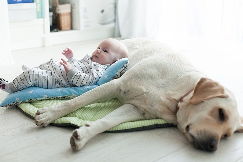 Building a Family; Introducing New Baby to Pets - HealthyPregnancy.com