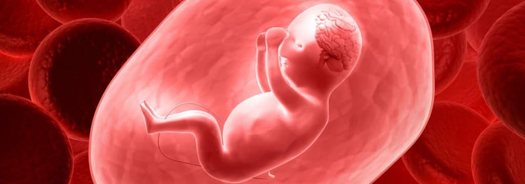 Certain Factors During Pregnancy Can Affect the Brain of the Fetus ...
