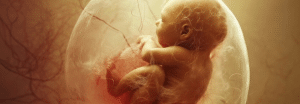 How Does a Fetus Think in the Womb? A Look at the Early Development of ...